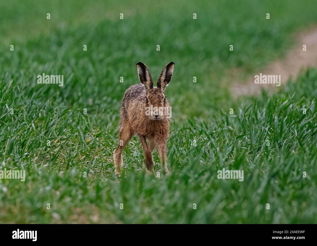 A close up of a wild Brown Hare (Lepus europaeus) bounding along ...