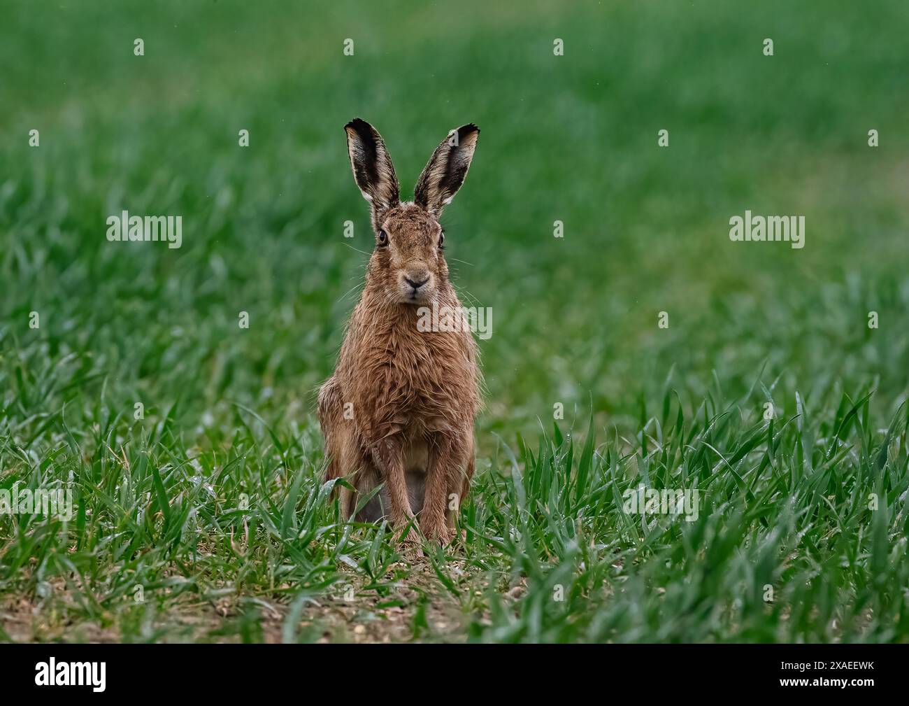 A big strong Brown Hare (Lepus europaeus) sitting looking at the camera ...