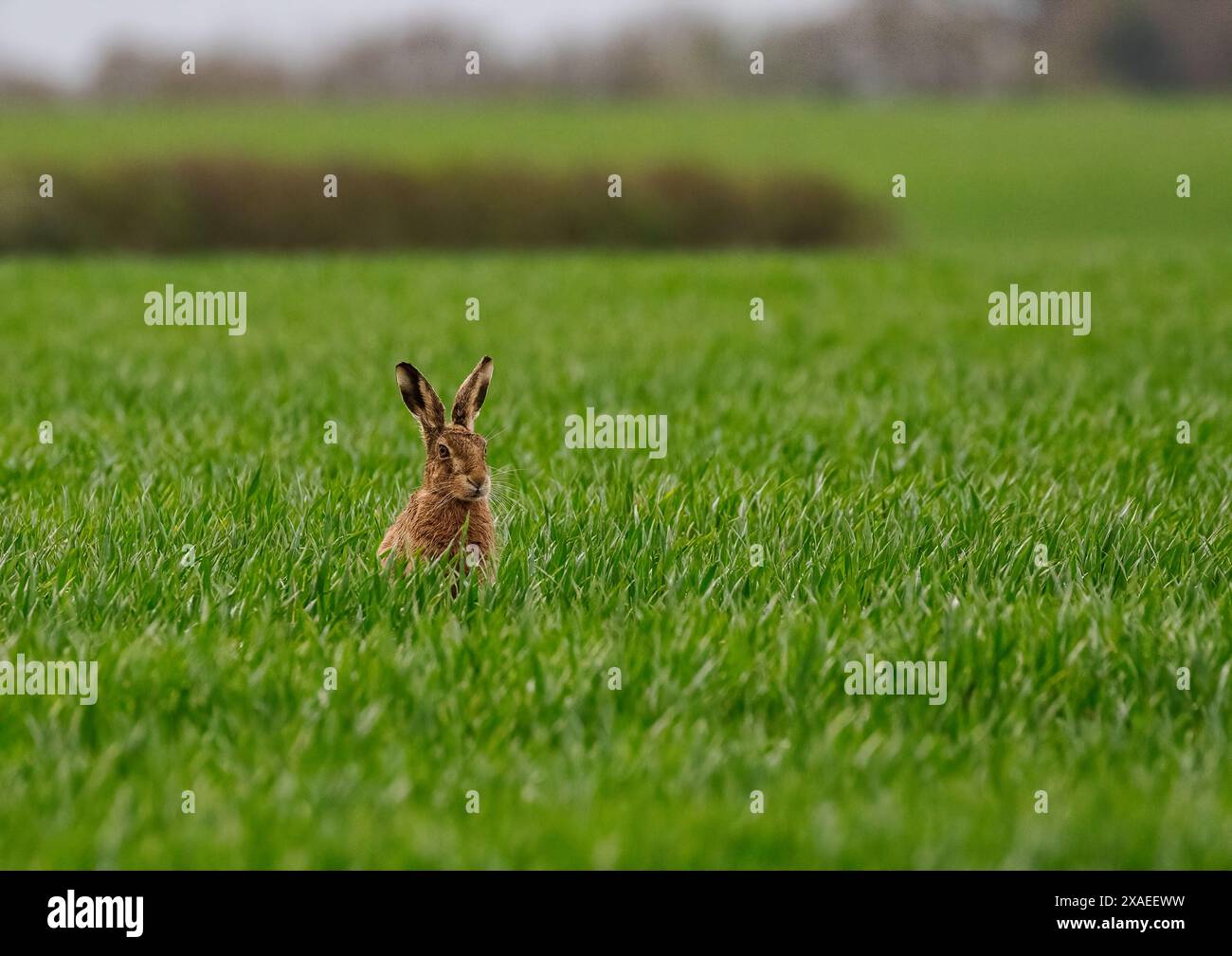 A Brown Hare ( Lepus europaeus) in an agricultural landscape of arable ...