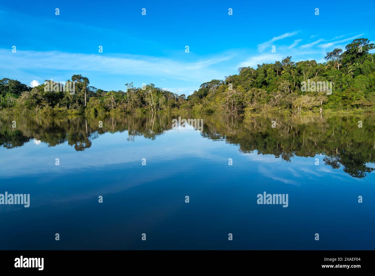 Beautiful landscape of Amazon rainforest trees reflected in river water ...