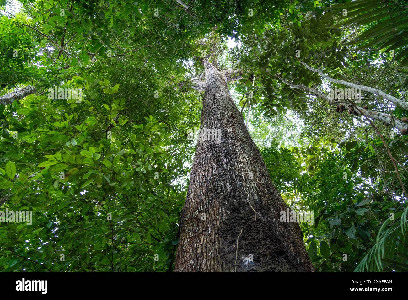 A giant Castanheira tree, Bertholletia excelsa, in the majestic Amazon ...