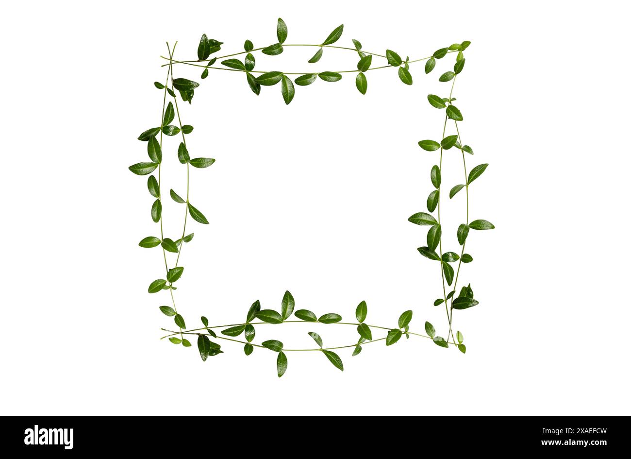 Beautiful square frame made of green branches isolated on white ...