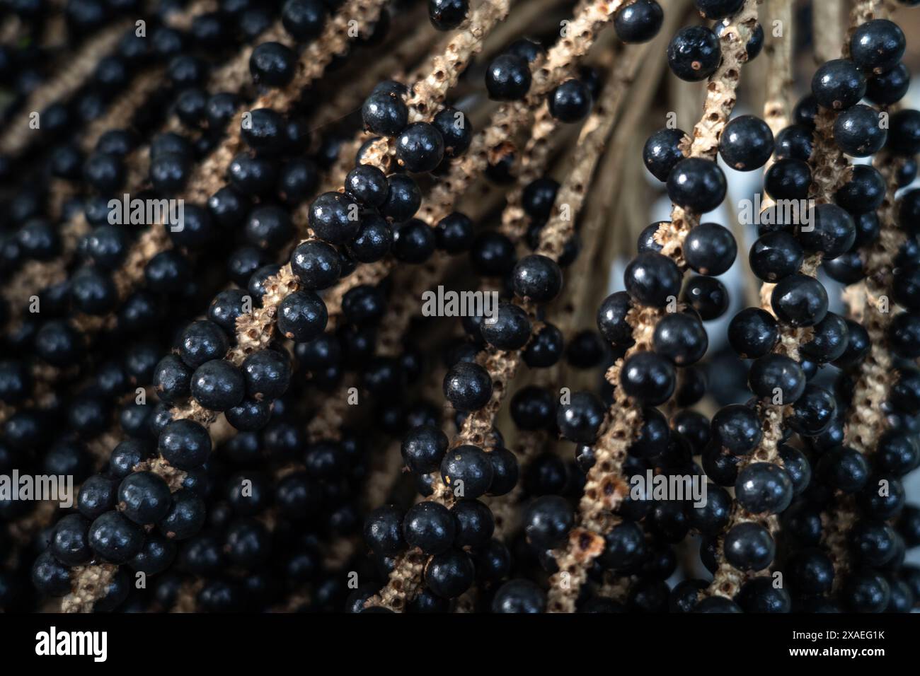 Acai berry fruit bunch close up in the Amazon rainforest, Brazil during ...