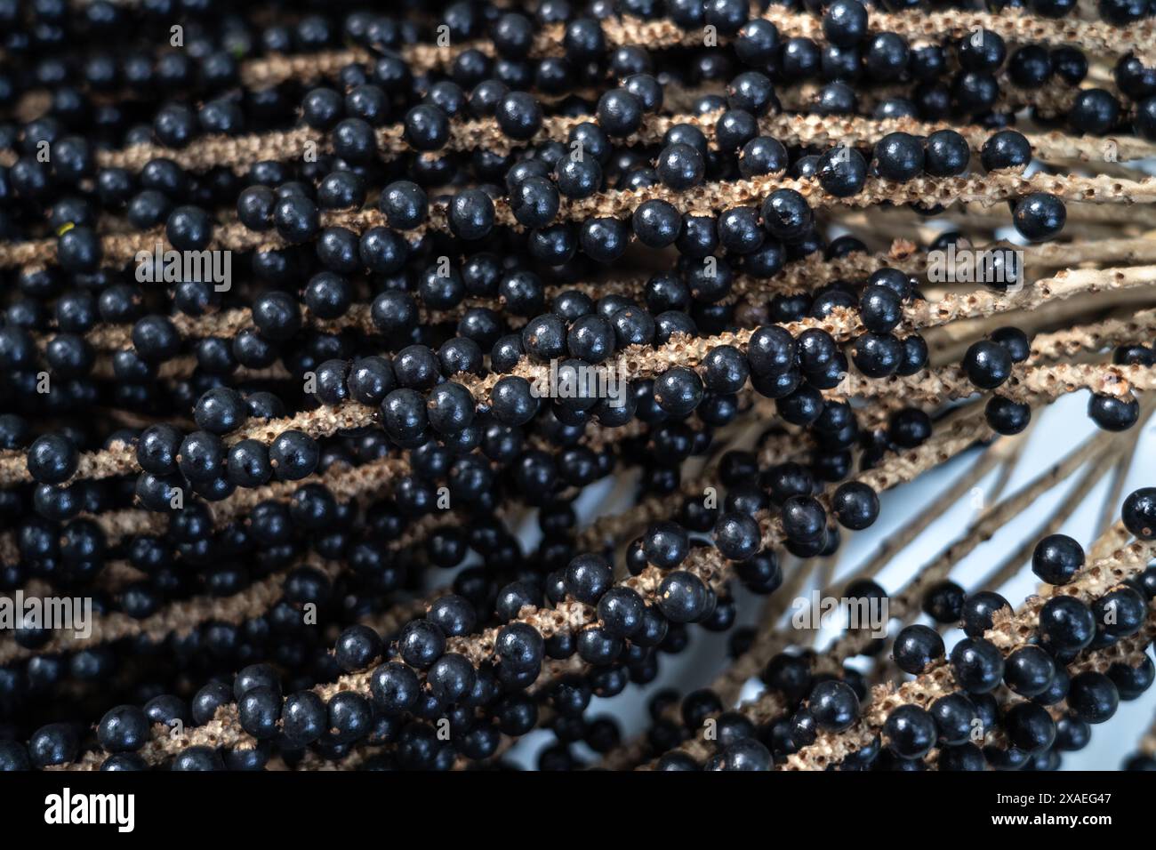 Acai berry fruit bunch close up in the Amazon rainforest, Brazil during ...