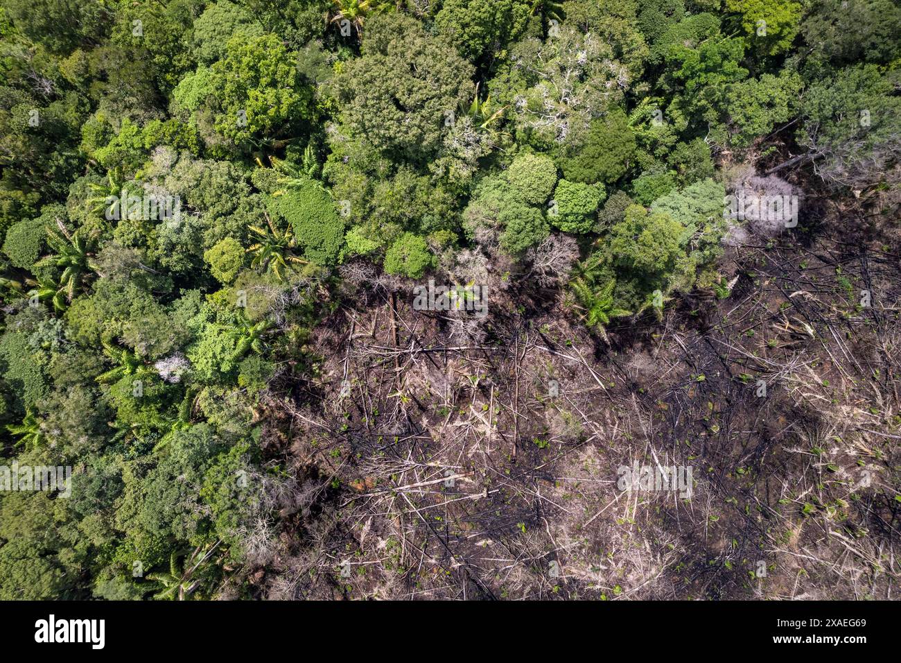 Amazon rainforest illegal deforestation landscape aerial view of trees ...