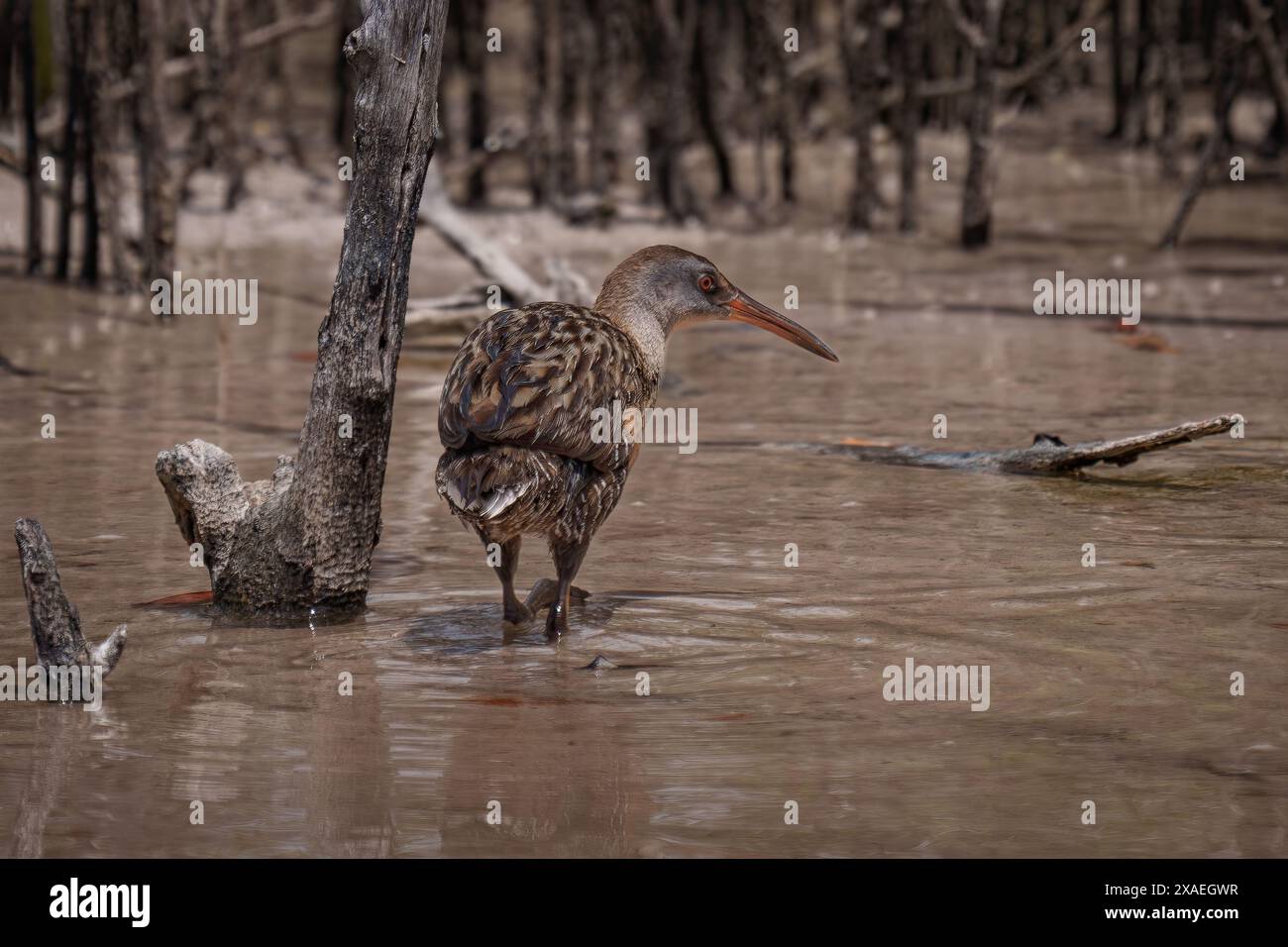 Clapper Rail in the mangrove Stock Photo - Alamy
