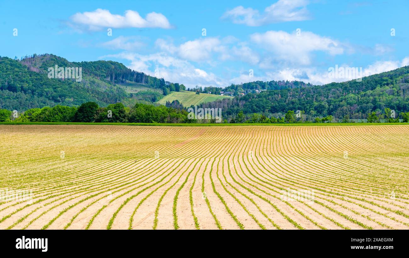 A cultivated field displays neat furrows ready for planting, with a ...