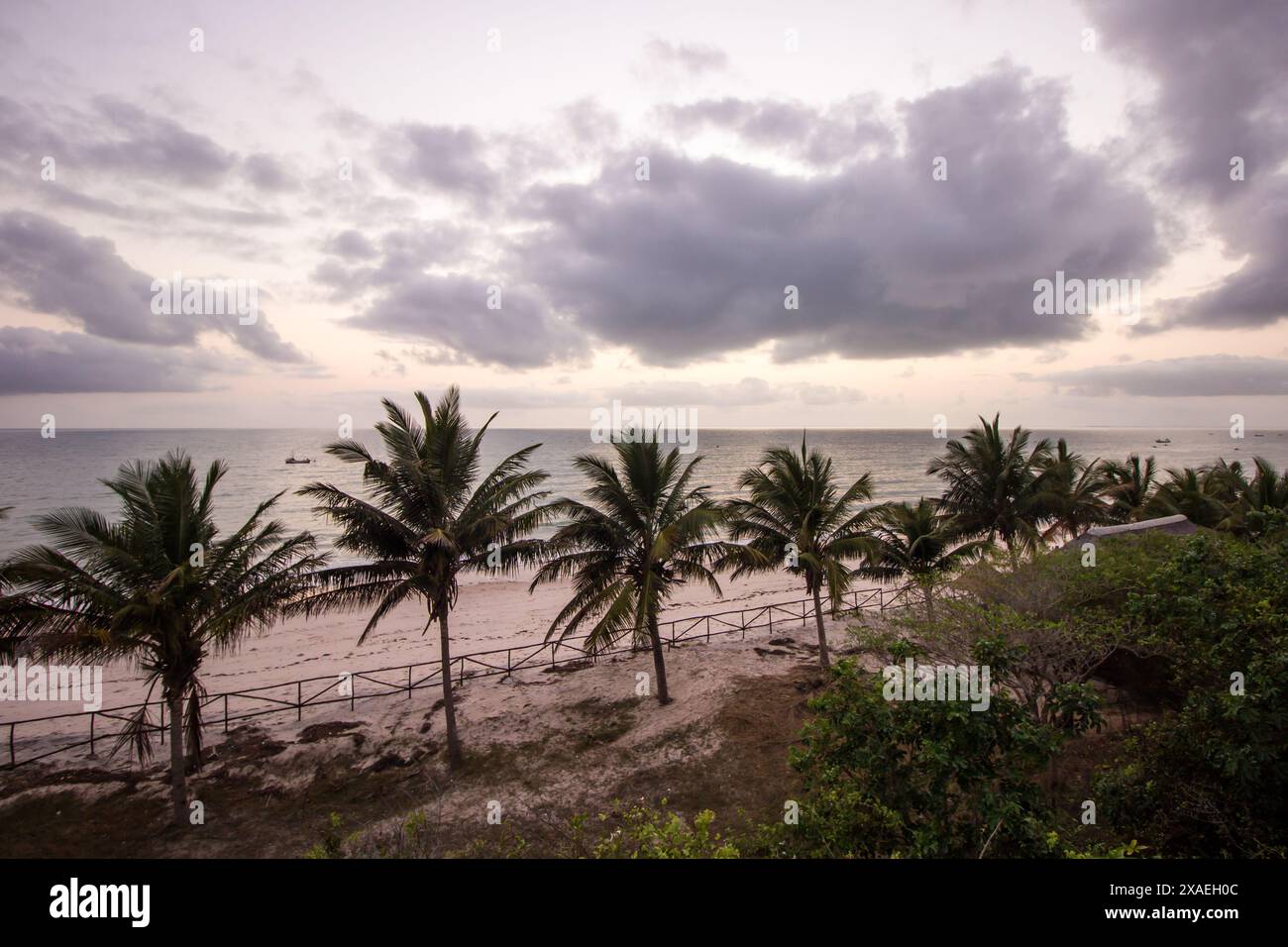 Predawn view over a line of coconut palm trees on the Inhassoro beach ...
