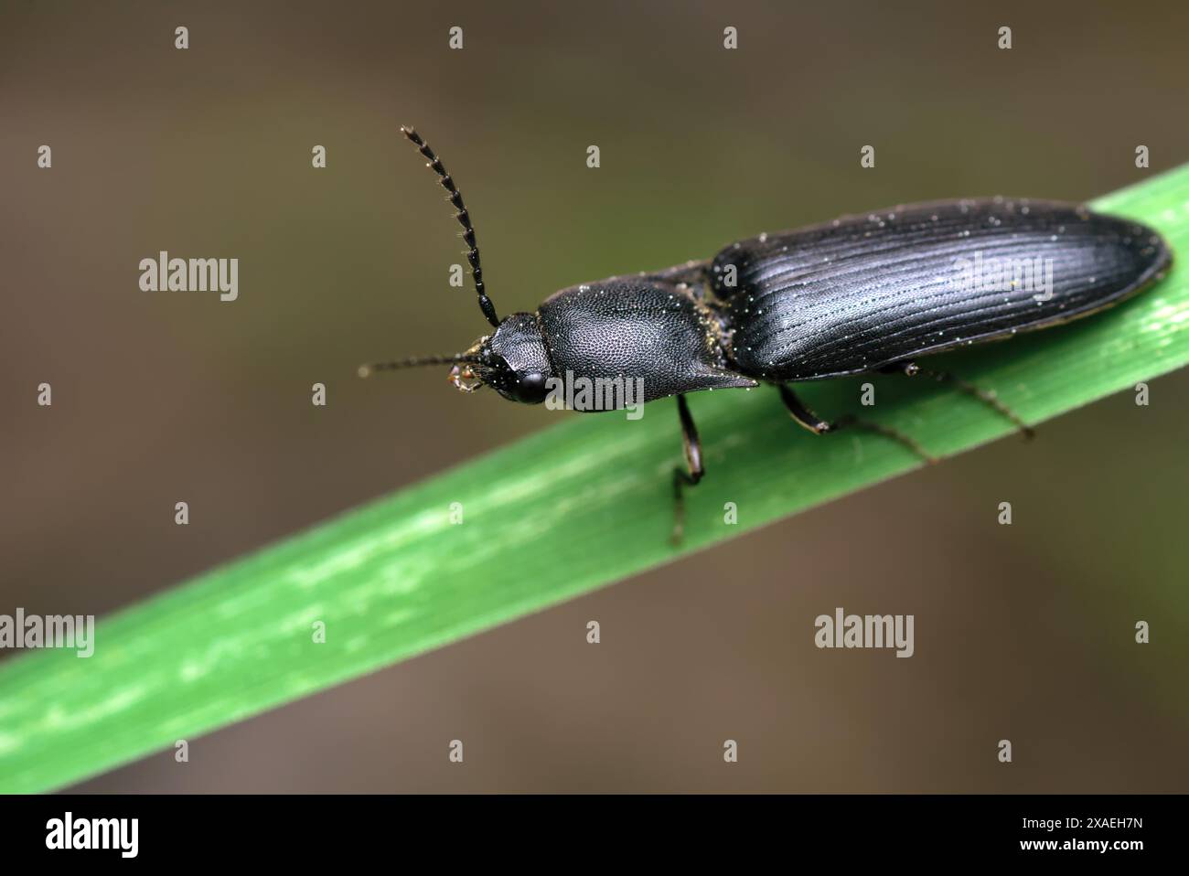CloseUp of a clickbeetle (possibly genus Haplotarsus) on a thin leaf ...