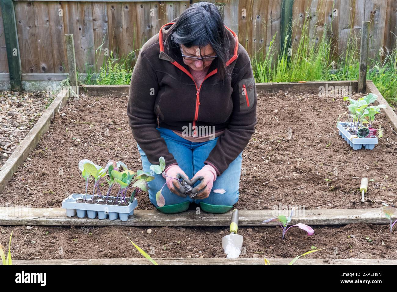 Mature woman planting cabbage hi-res stock photography and images - Alamy