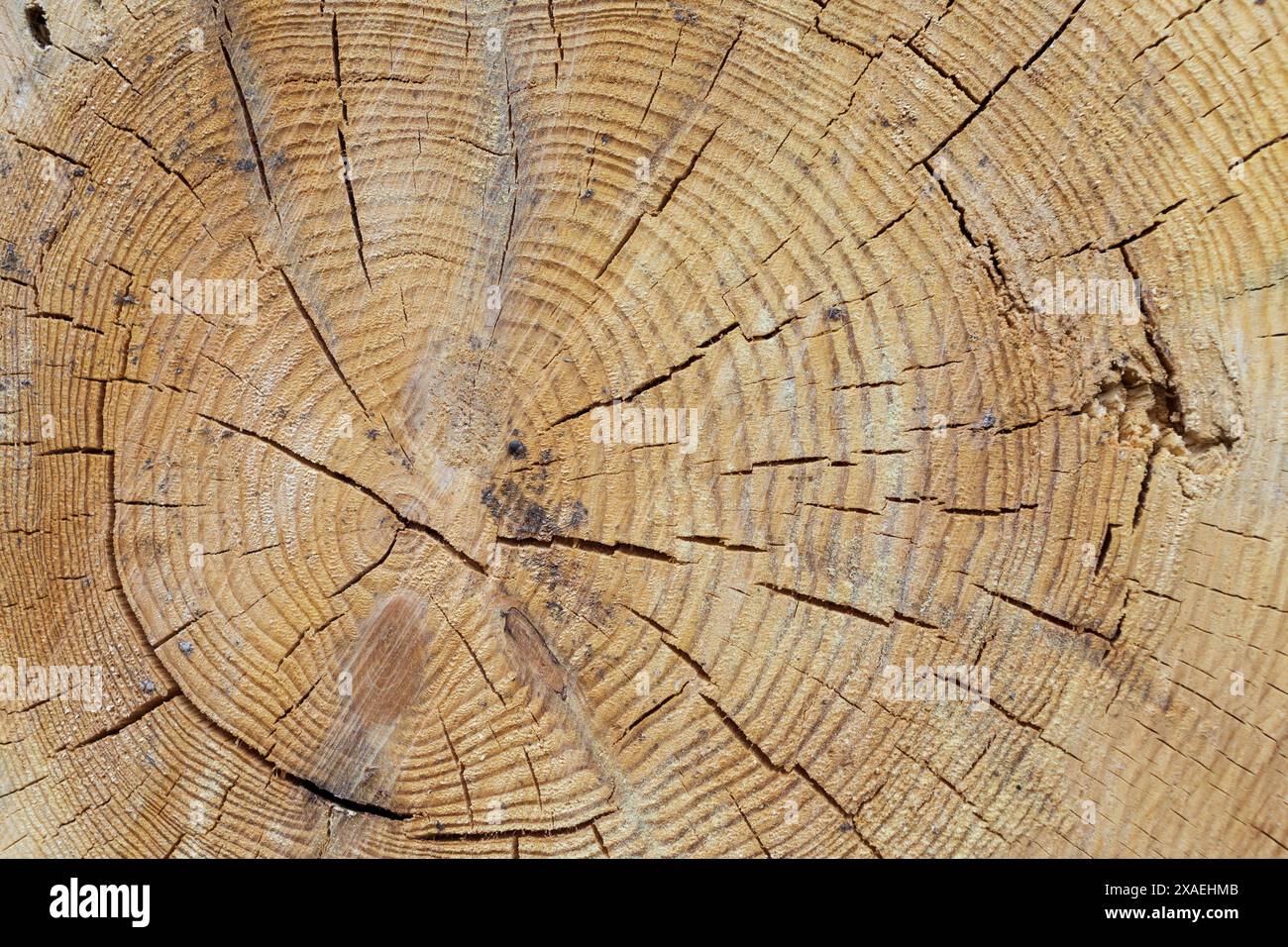 close-up photography of a coniferous tree trunk cut with annual rings ...