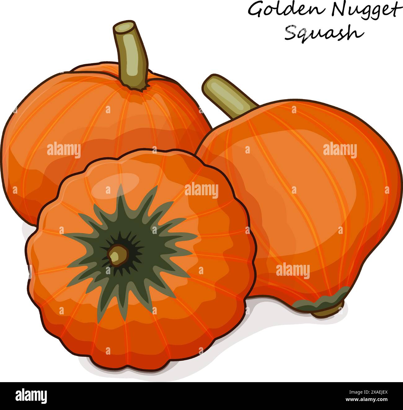 Group of Golden Nugget squash Winter squash. Cucurbita maxima. Fruits ...