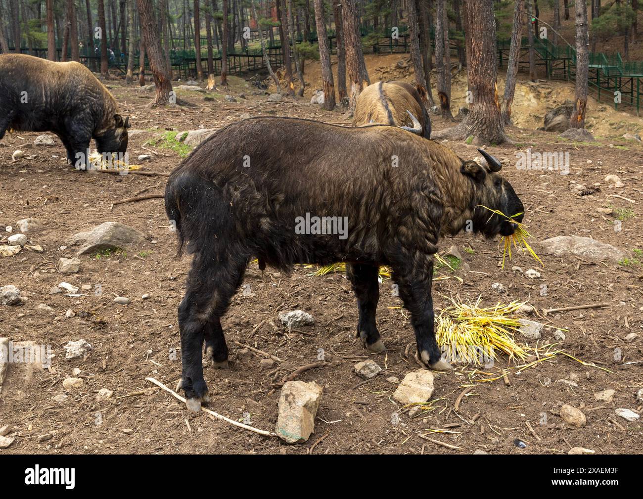 Bhutan 2024 133 hi-res stock photography and images - Alamy
