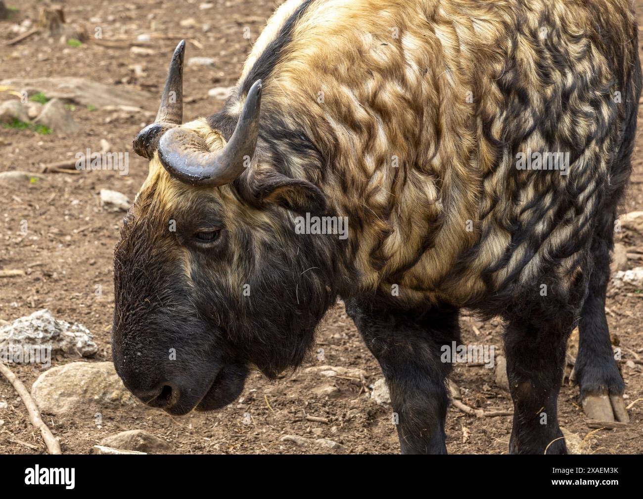 Budorcas taxicolor takin in Royal Takin preserve, Thimphu, Motithang ...