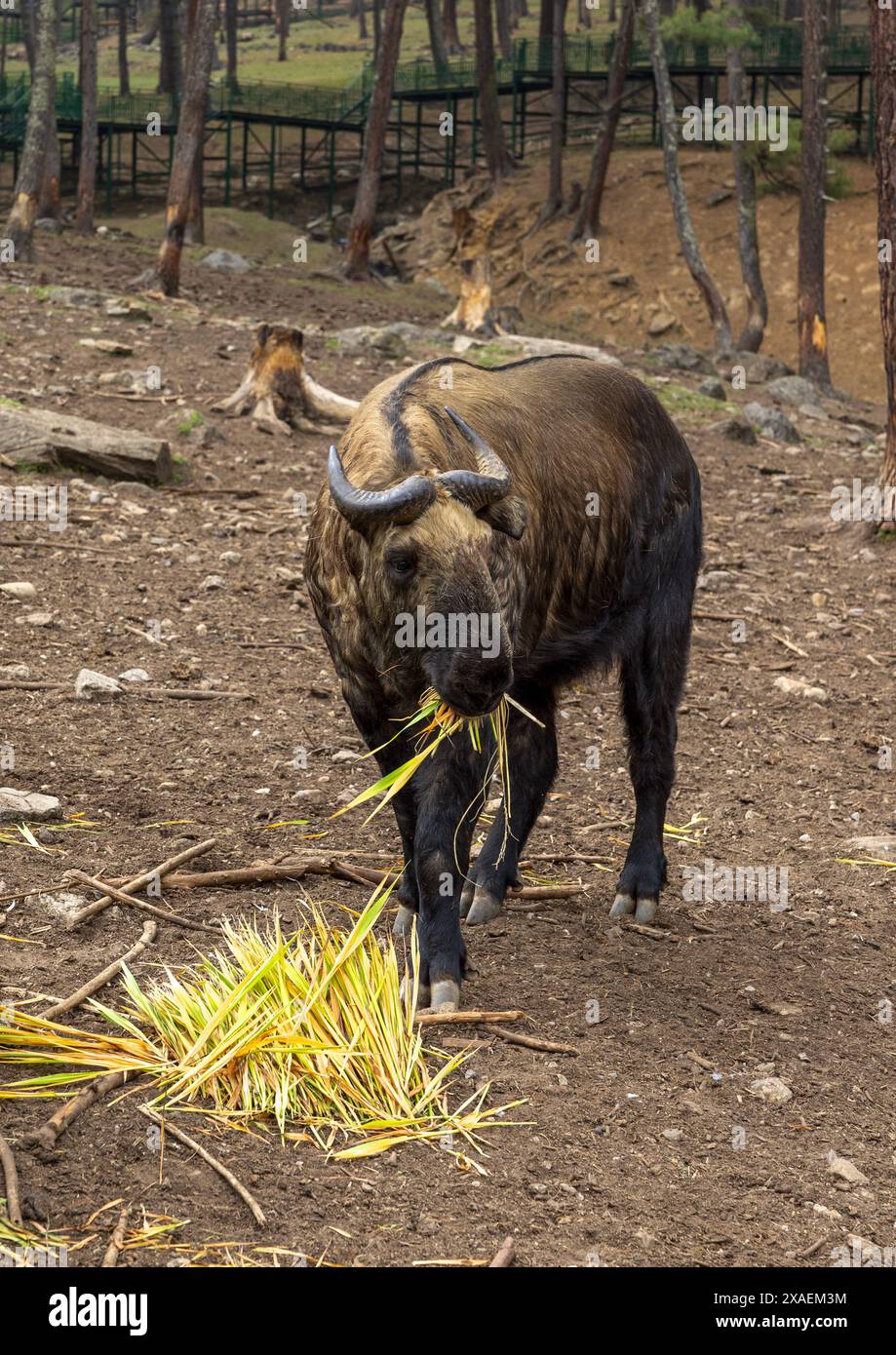 Budorcas taxicolor takin in Royal Takin preserve, Thimphu, Motithang ...