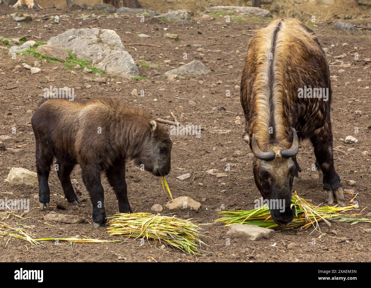 Bhutan 2024 139 hi-res stock photography and images - Alamy