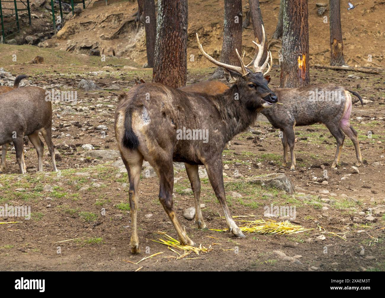 Sambar deers in Royal Takin preserve, Thimphu, Motithang, Bhutan Stock ...