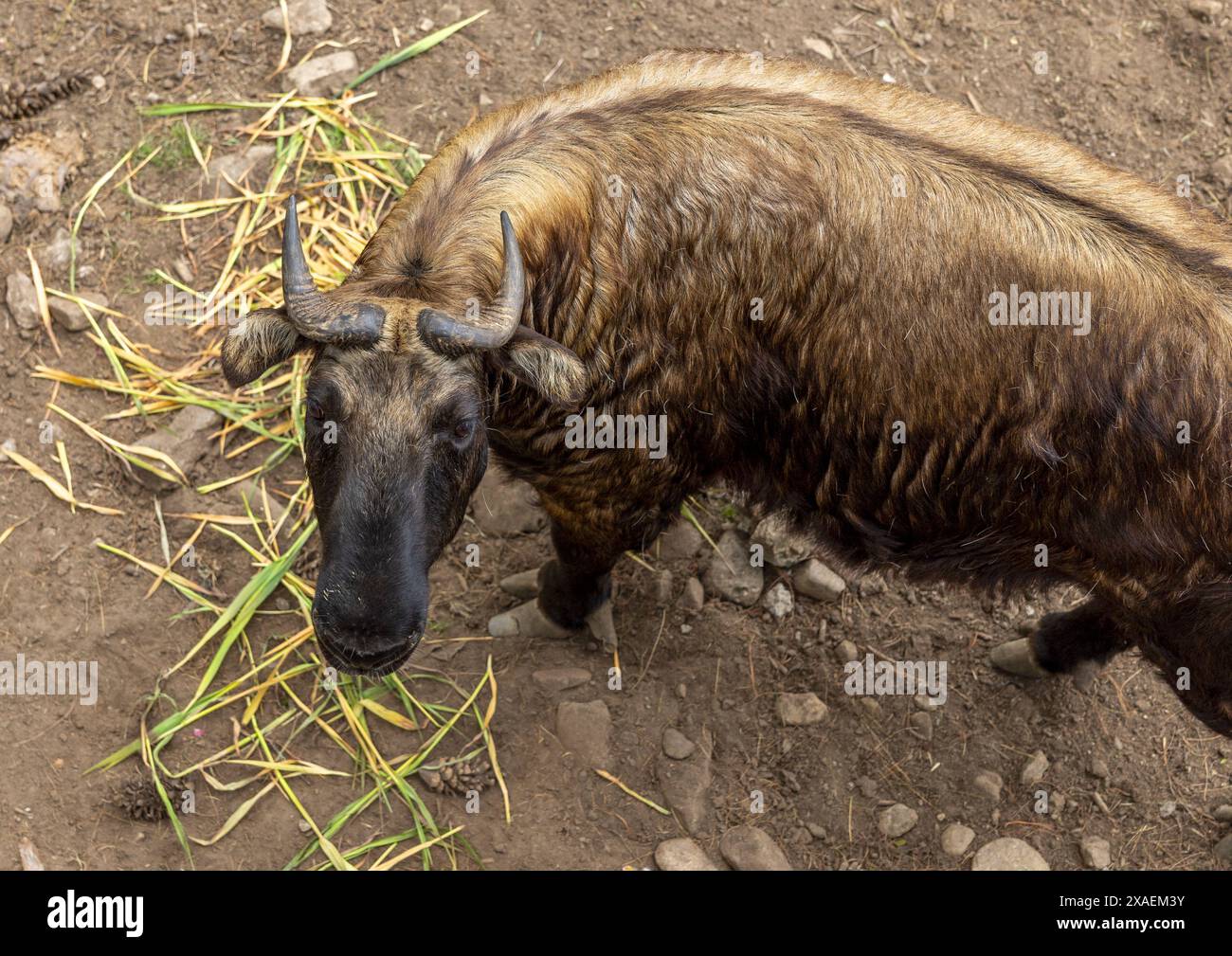 Royal takin preserve hi-res stock photography and images - Alamy
