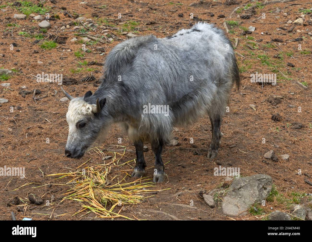 Royal takin preserve hi-res stock photography and images - Alamy