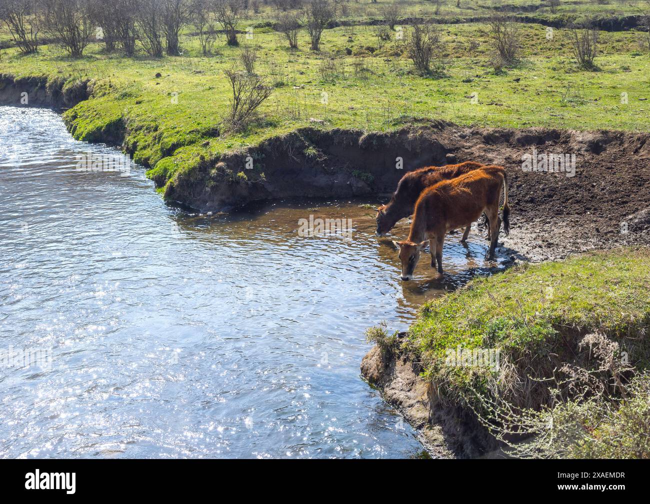 Cows drinking in a river, Wangdue Phodrang, Phobjikha Valley, Bhutan ...