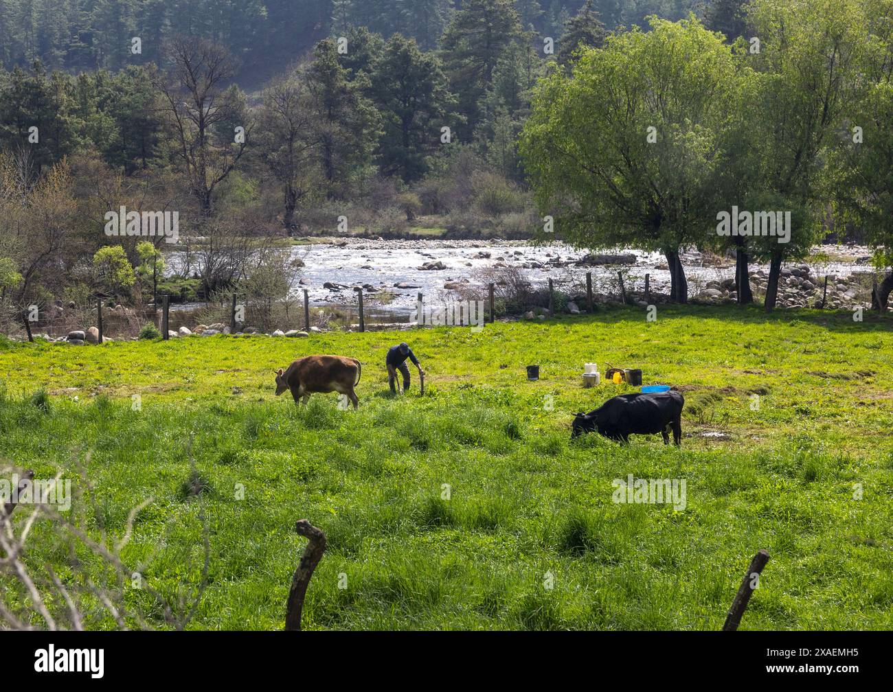 Bhutanese farmer with cows in his field , Chhoekhor Gewog, Bumthang ...