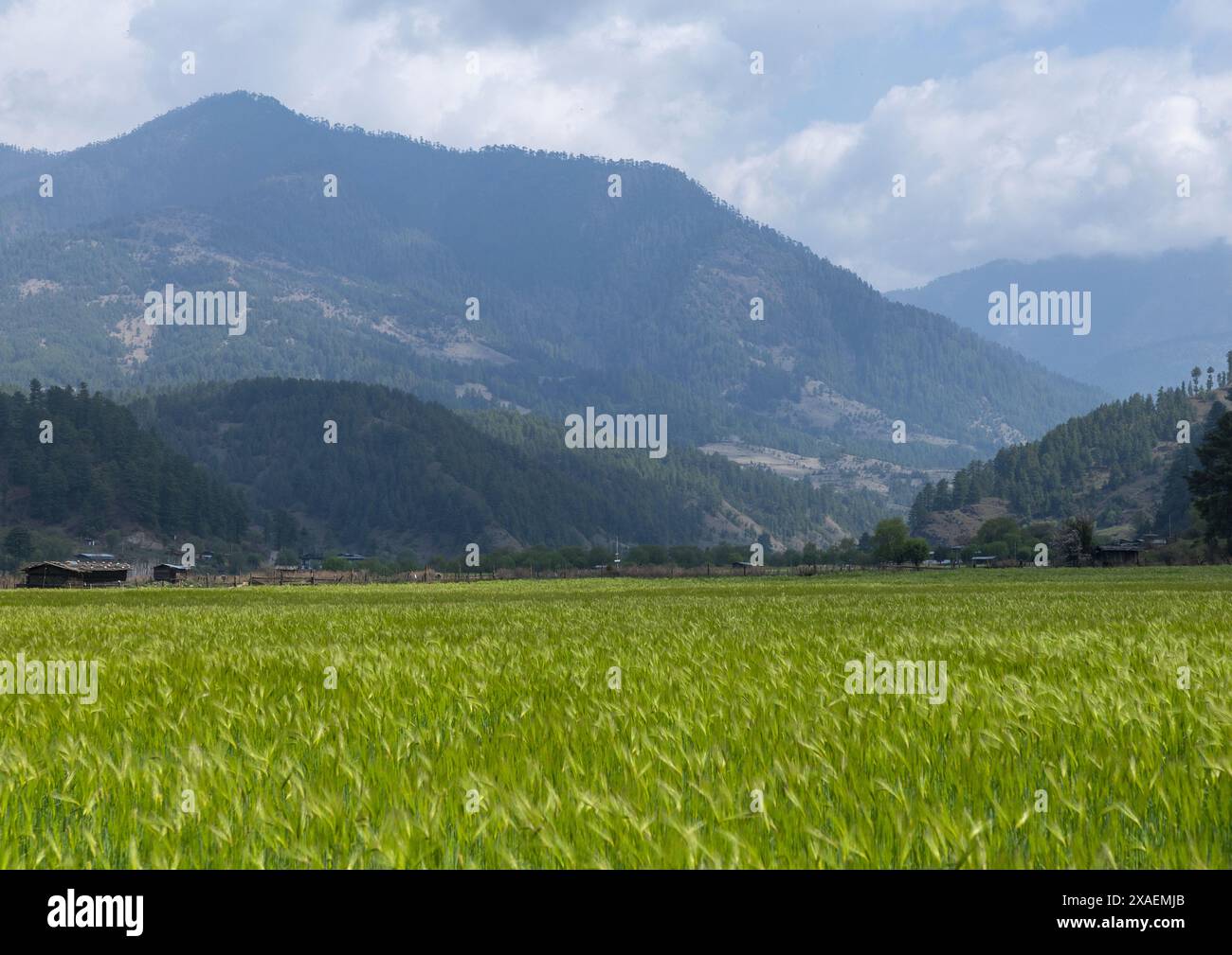 Rice field, Chhoekhor Gewog, Bumthang, Bhutan Stock Photo - Alamy