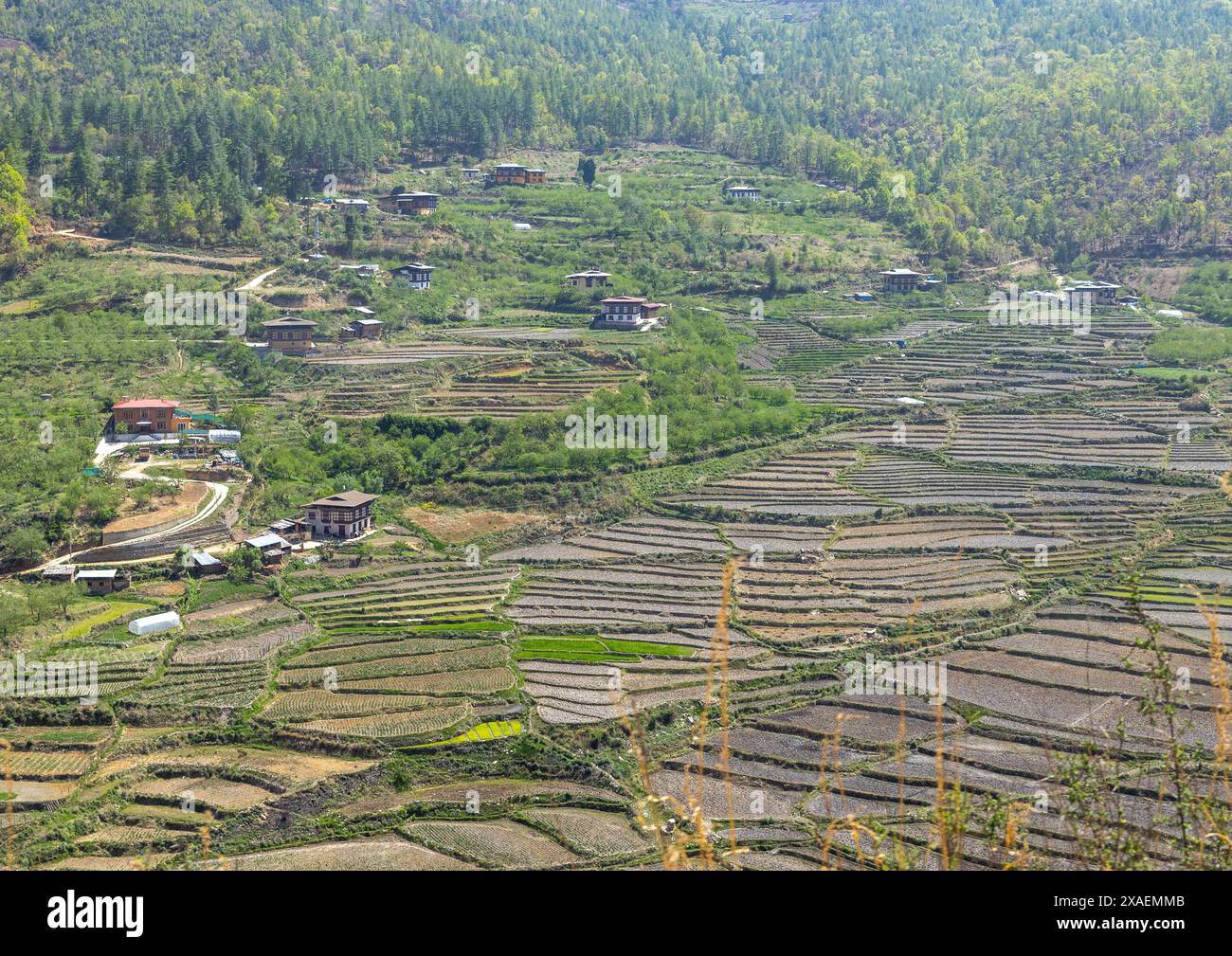Rice terraces, Wangchang Gewog, Paro, Bhutan Stock Photo - Alamy