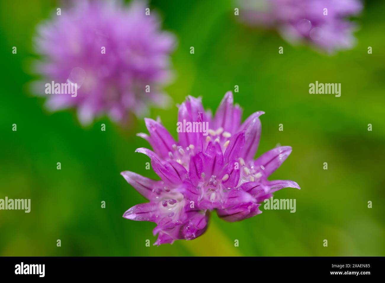 Closeup view of chives flowers (Allium schoenoprasum), a common edible ...