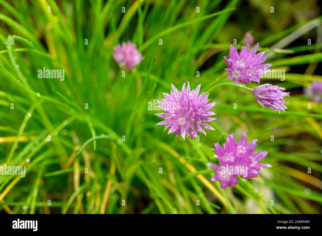 Closeup view of chives flowers (Allium schoenoprasum), a common edible ...