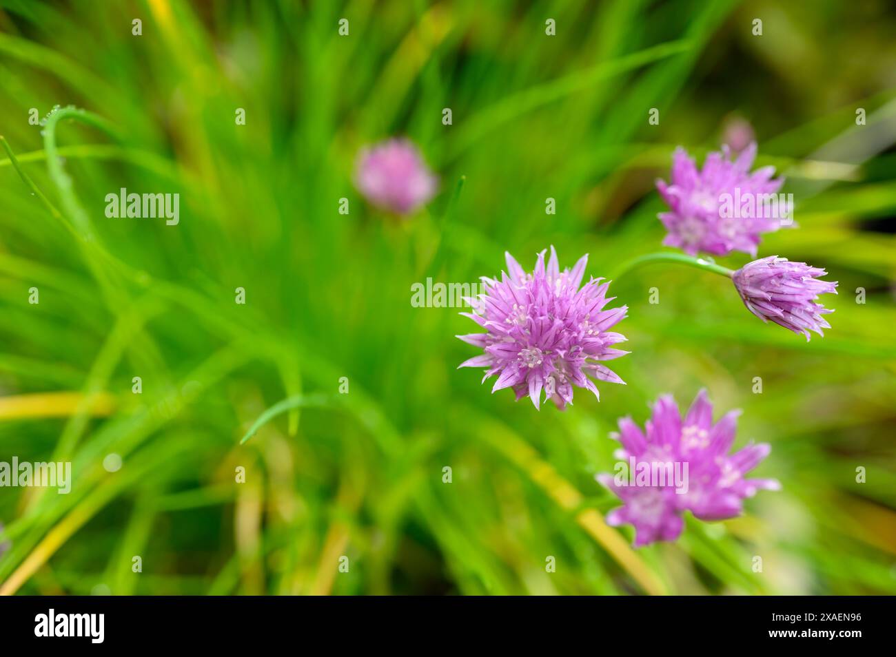 Closeup view of chives flowers (Allium schoenoprasum), a common edible ...