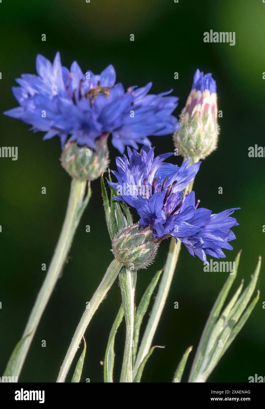 Blue Cone flowers in full bloom Stock Photo - Alamy