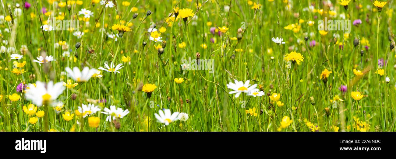Frühlingswiese mit Blumen Bunte Frühlingswiese mit Textraum und vielen ...