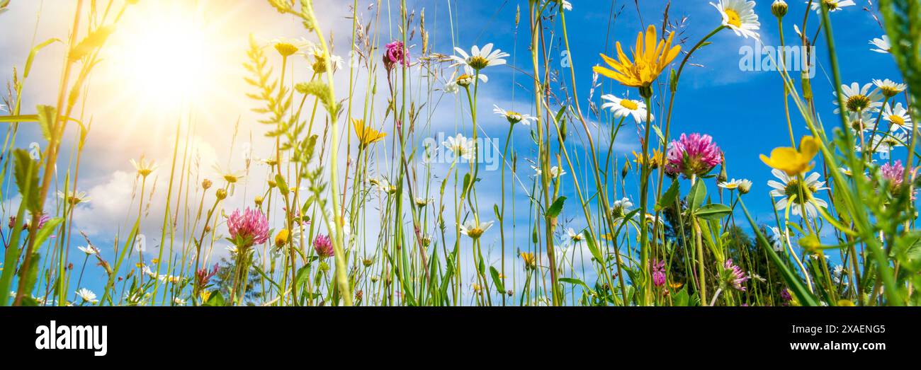 Frühlingswiese mit Blumen Bunte Frühlingswiese mit Textraum und vielen ...