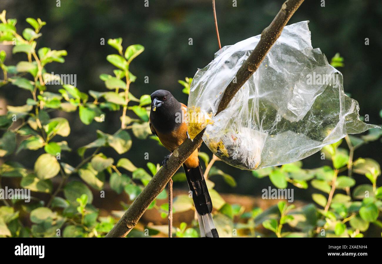 The rufous treepie (Dendrocitta vagabunda) is a treepie, native to the ...