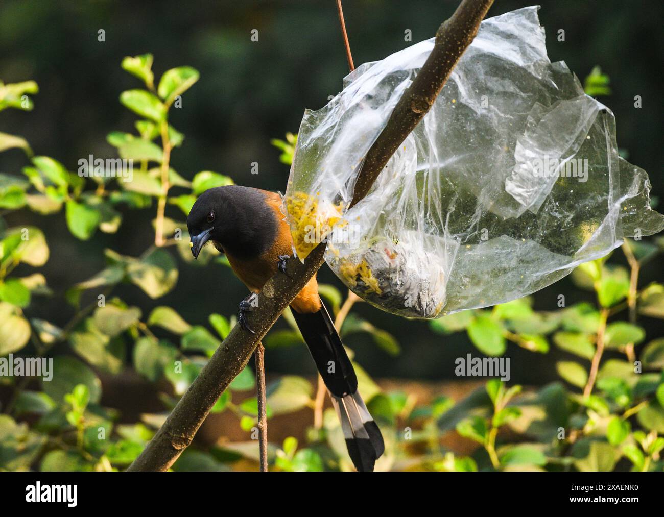 Bird family tree hi-res stock photography and images - Alamy