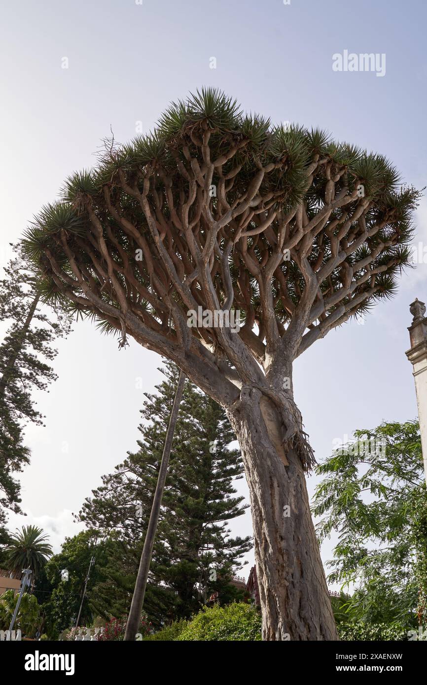 Canarian dragon tree is an emblematic tree of Tenerife, Spain, 06-06 ...