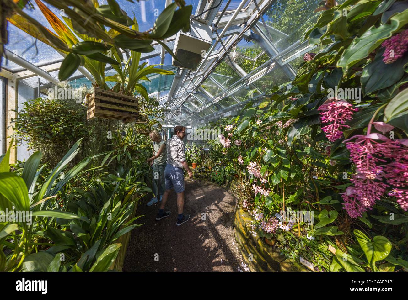 Greenhouse for tropical plants in the Uppsala Botanical Garden ...