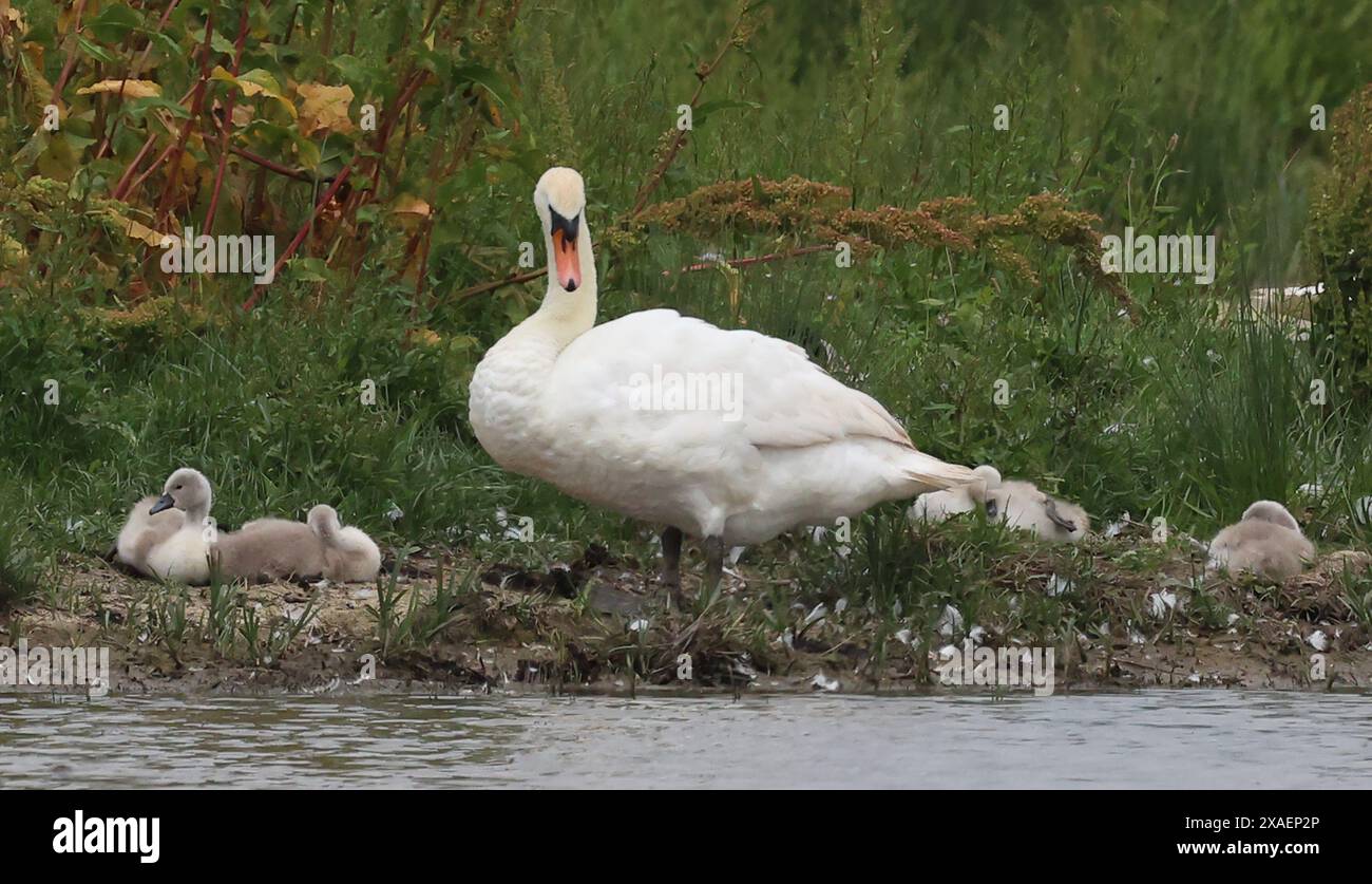 Purfleet Essex, UK. 06th June, 2024. Mute Swan and Cygnets in water at ...