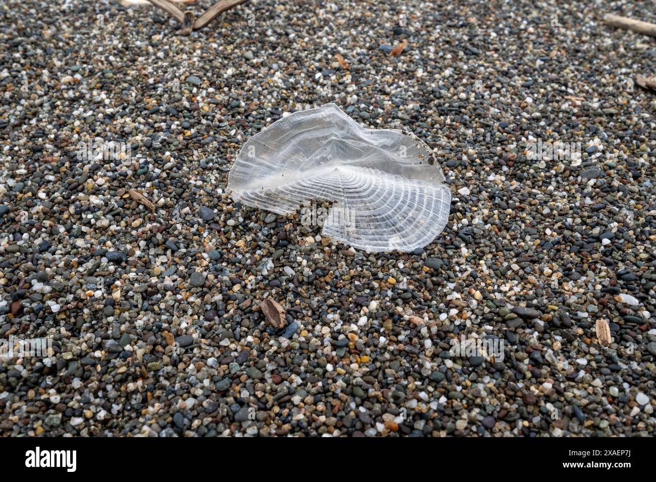 Velella velella, by-the-wind-sailor, on the beach in California Stock ...