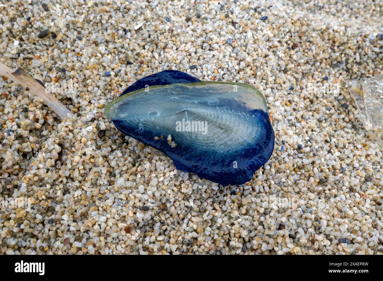 Blue Velella velella, by-the-wind-sailor, on the beach in California ...