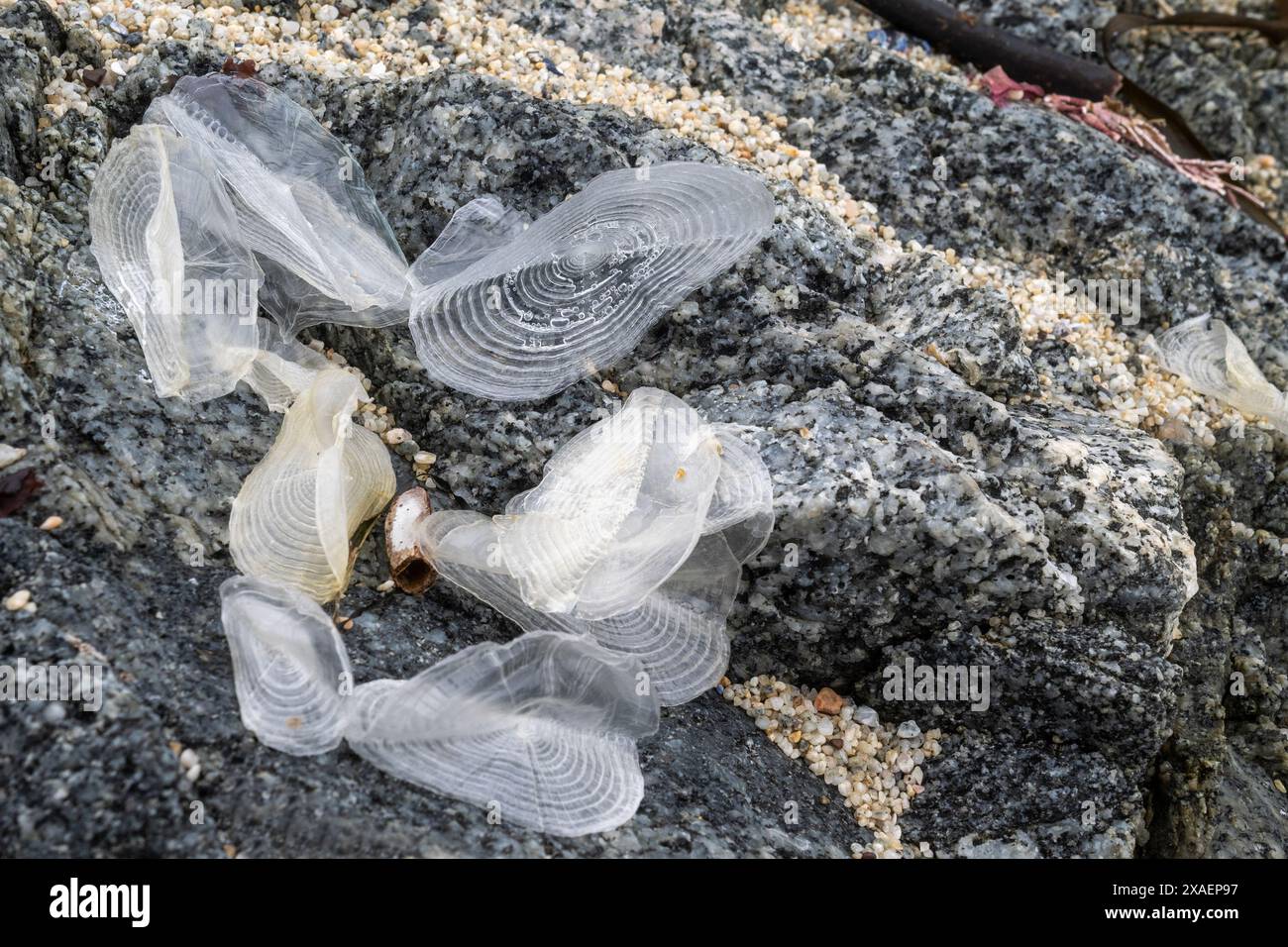 Velella velella, by-the-wind-sailor, on a rock at the beach in ...