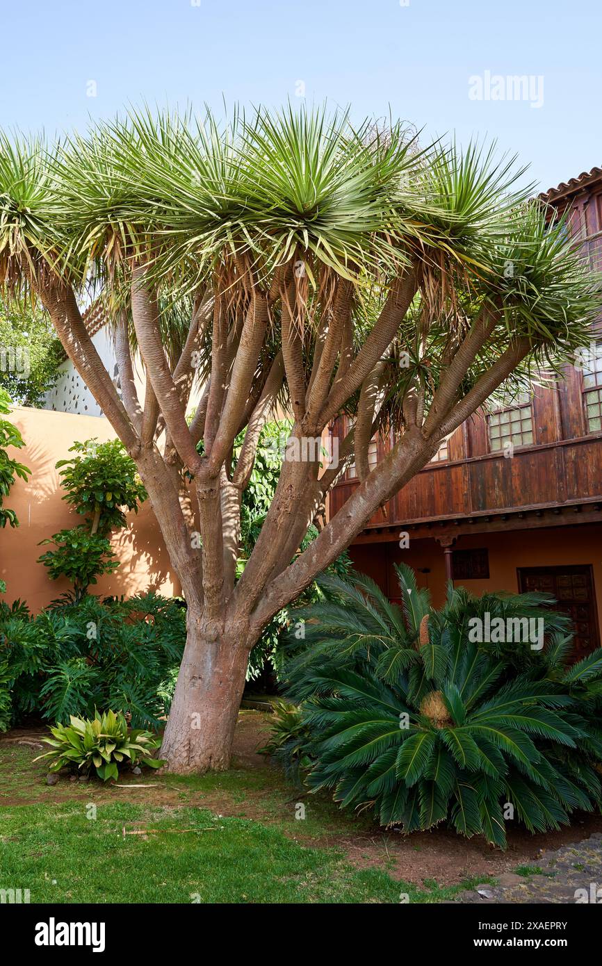Canarian dragon tree is an emblematic tree of Tenerife, Spain, 06-06 ...