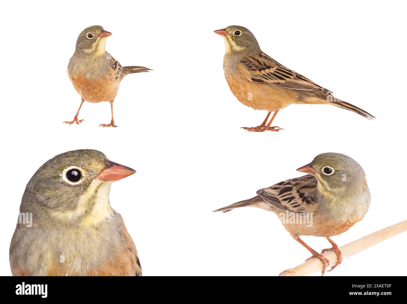 ortolan (Emberiza hortulana) isolated on a white background in studio ...