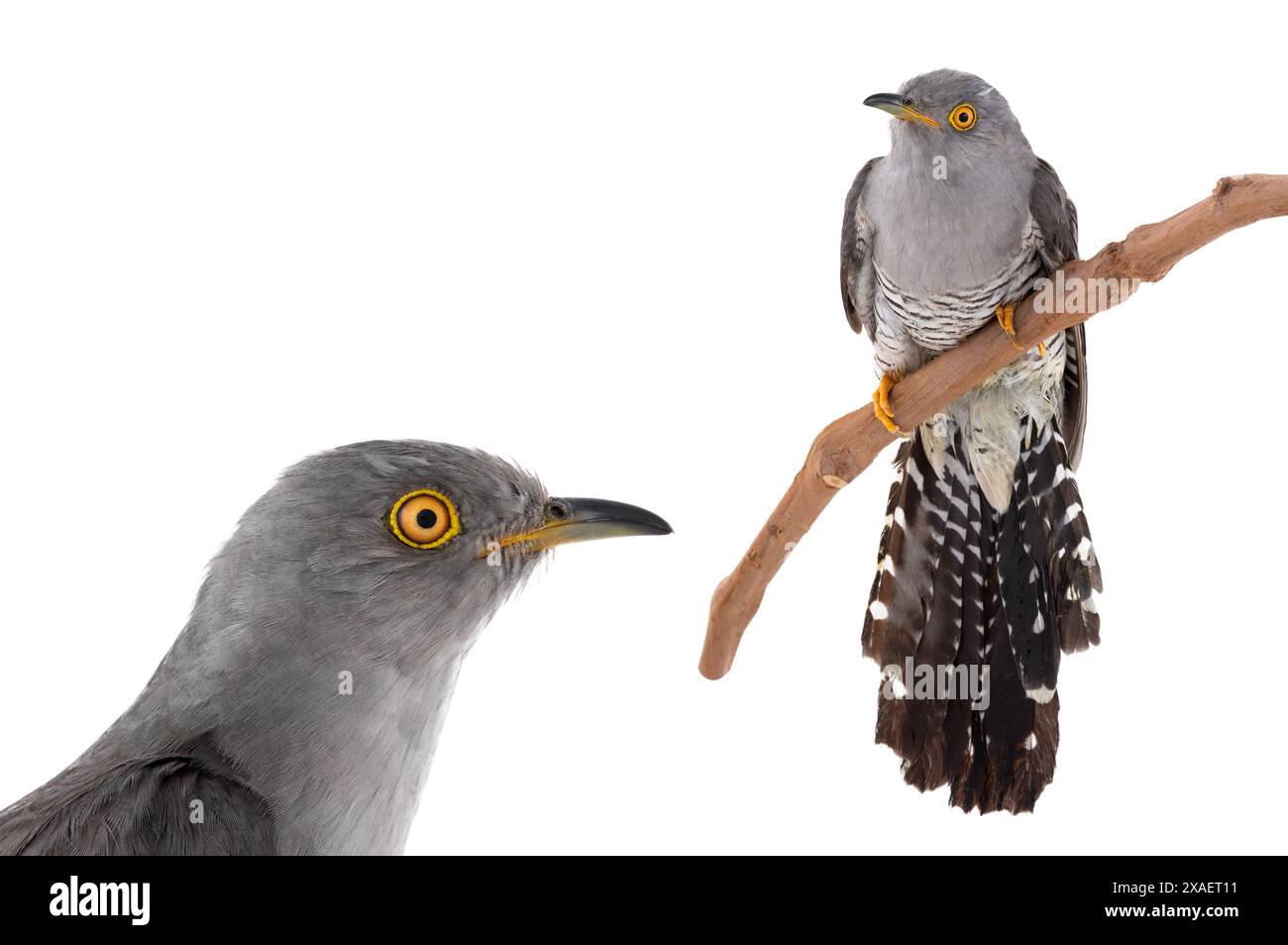 cuckoo isolated on white background. photography in studio Stock Photo ...