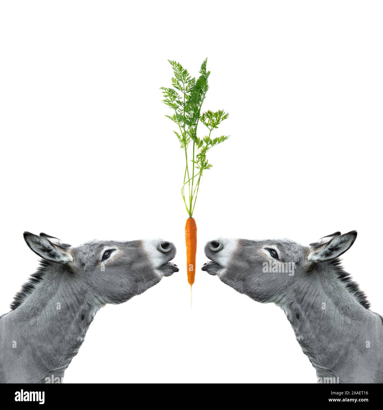 two donkeys reach for a carrot isolated against white background Stock ...