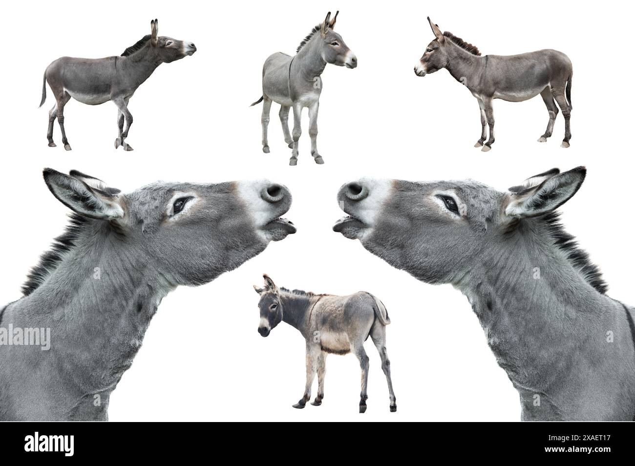 collage donkey isolated on white background Stock Photo - Alamy