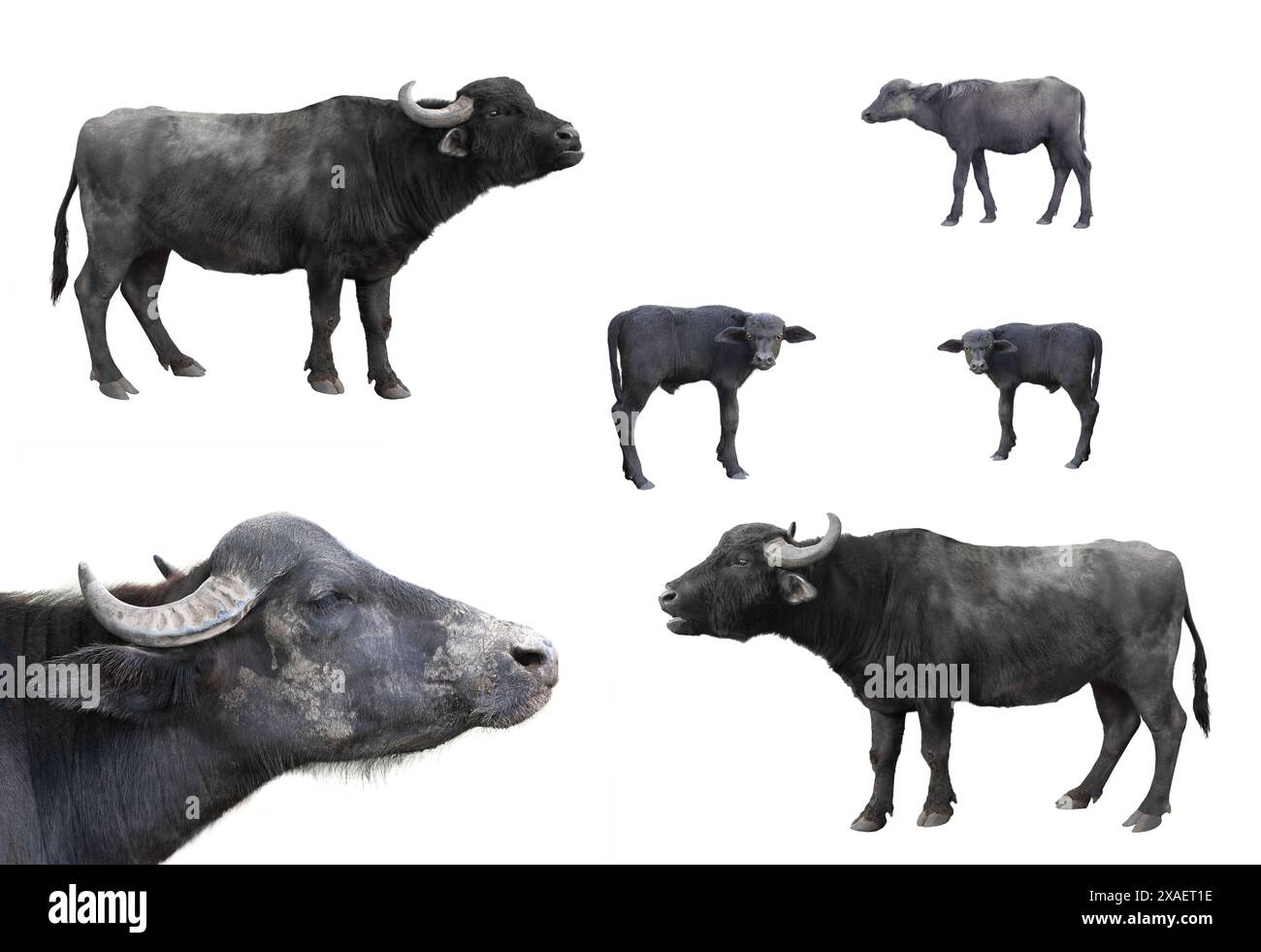 collage Carpathian buffalo isolated on a white background Stock Photo ...