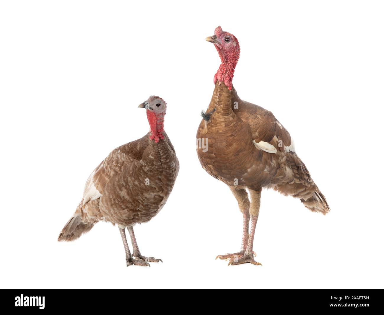 turkey male and female isolated on white background Stock Photo - Alamy