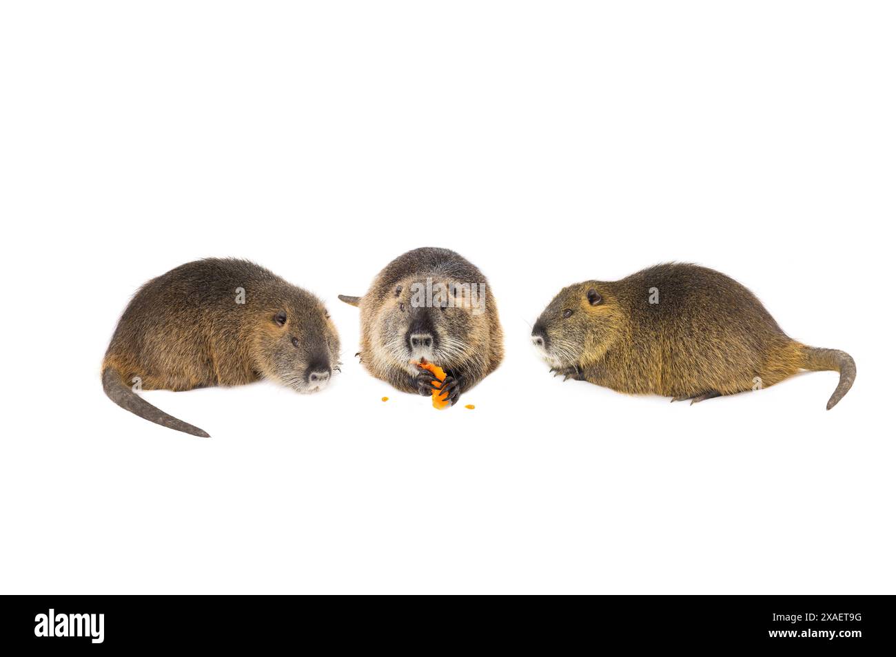 Nutria on water Cut Out Stock Images & Pictures - Alamy