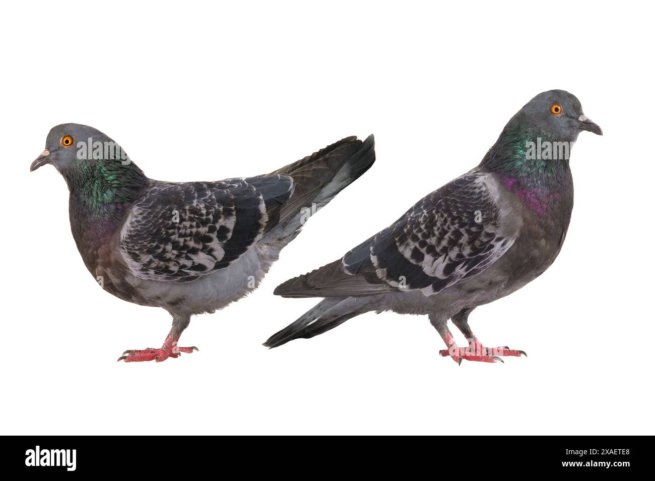 two doves isolated on white background Stock Photo - Alamy